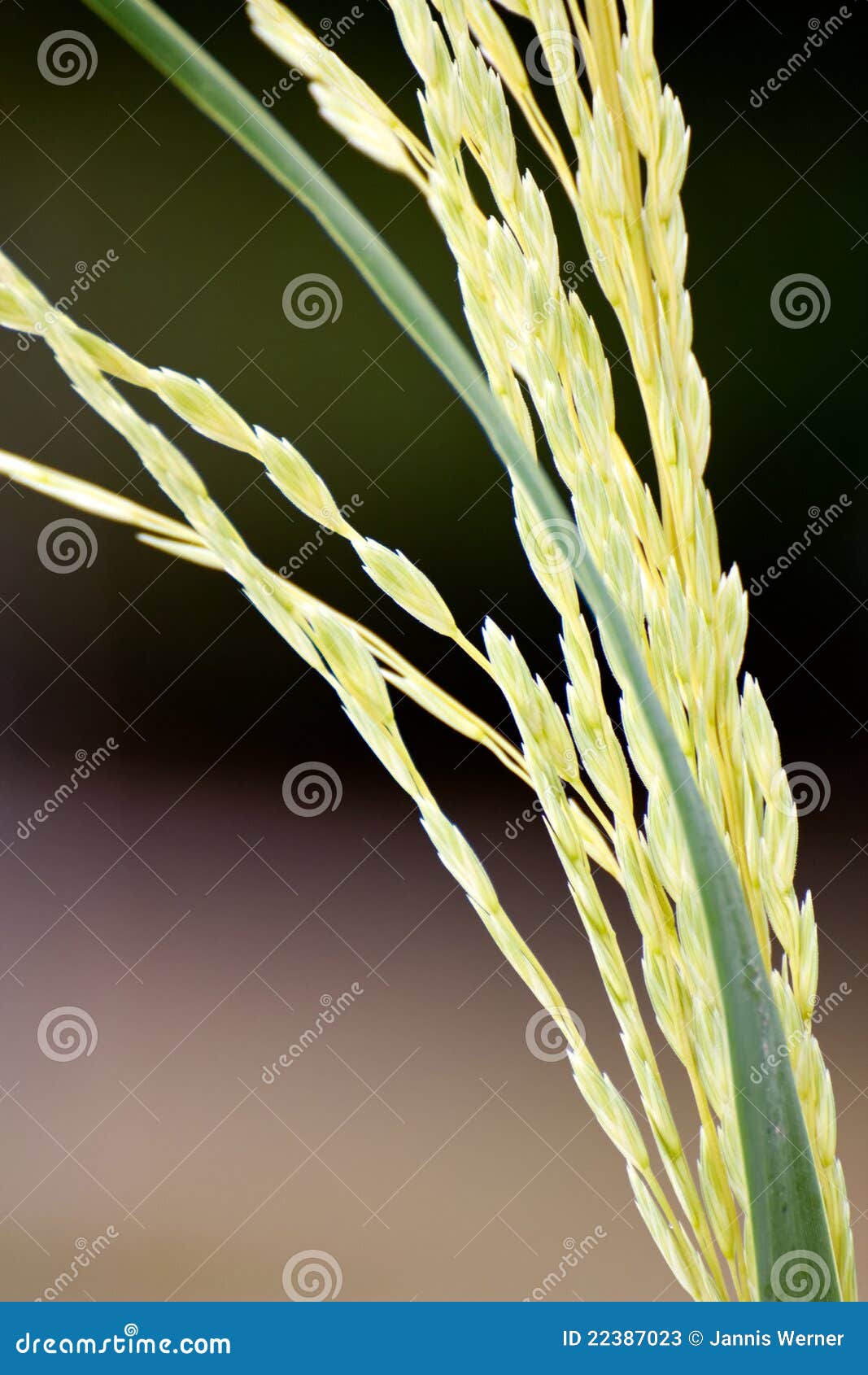 Close-up Macro of Grass Stalk Detail Stock Image - Image of plant ...