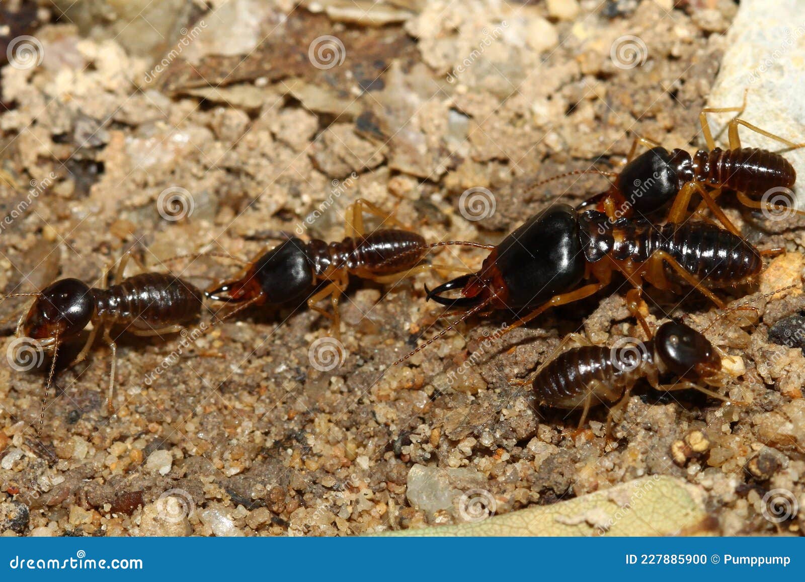Close Up Macro Group Soldier Termite and Worker Termite Bug in Nature ...
