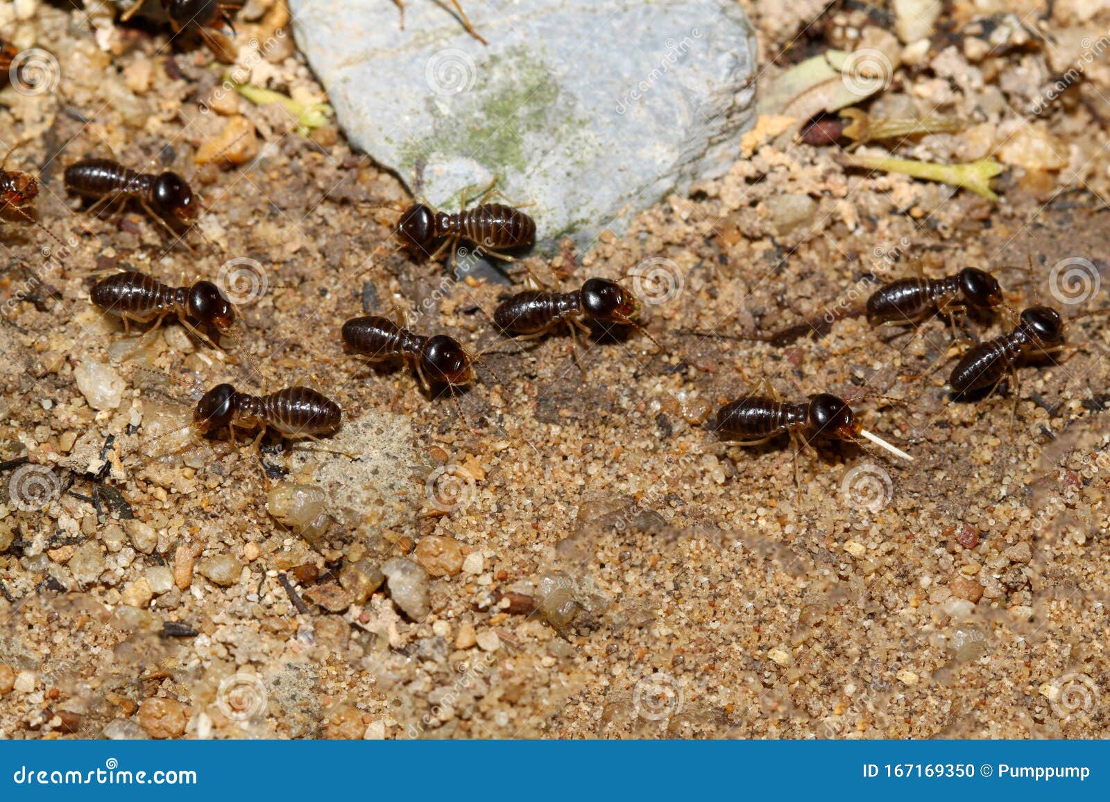 Close Up Macro Group Termite Ant in Nature at Thailand Stock Photo ...
