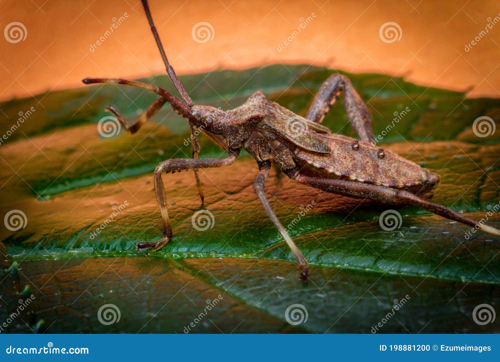 Helmeted Squash Bug stock photo. Image of galeator, beatle - 198881200