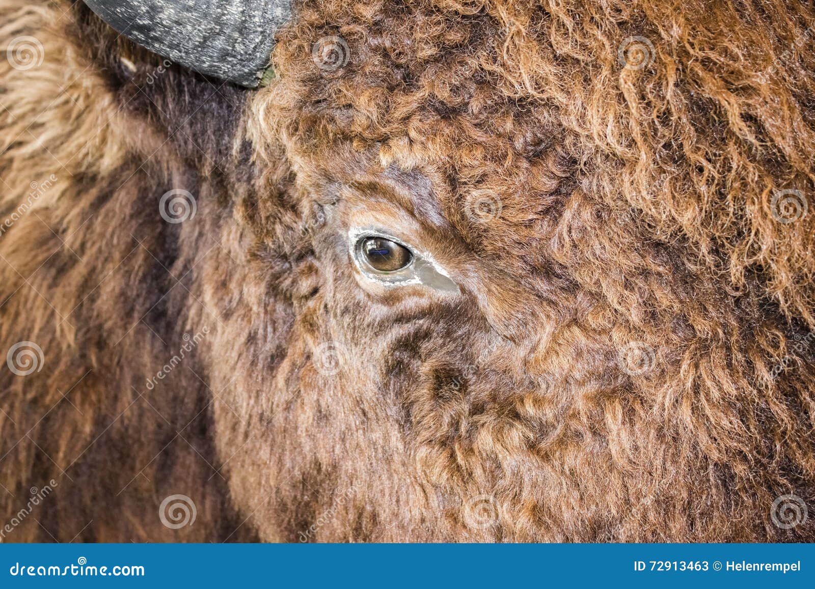 Close Up Macro Image of the Eye of a Brown Buffalo. Stock Image - Image ...