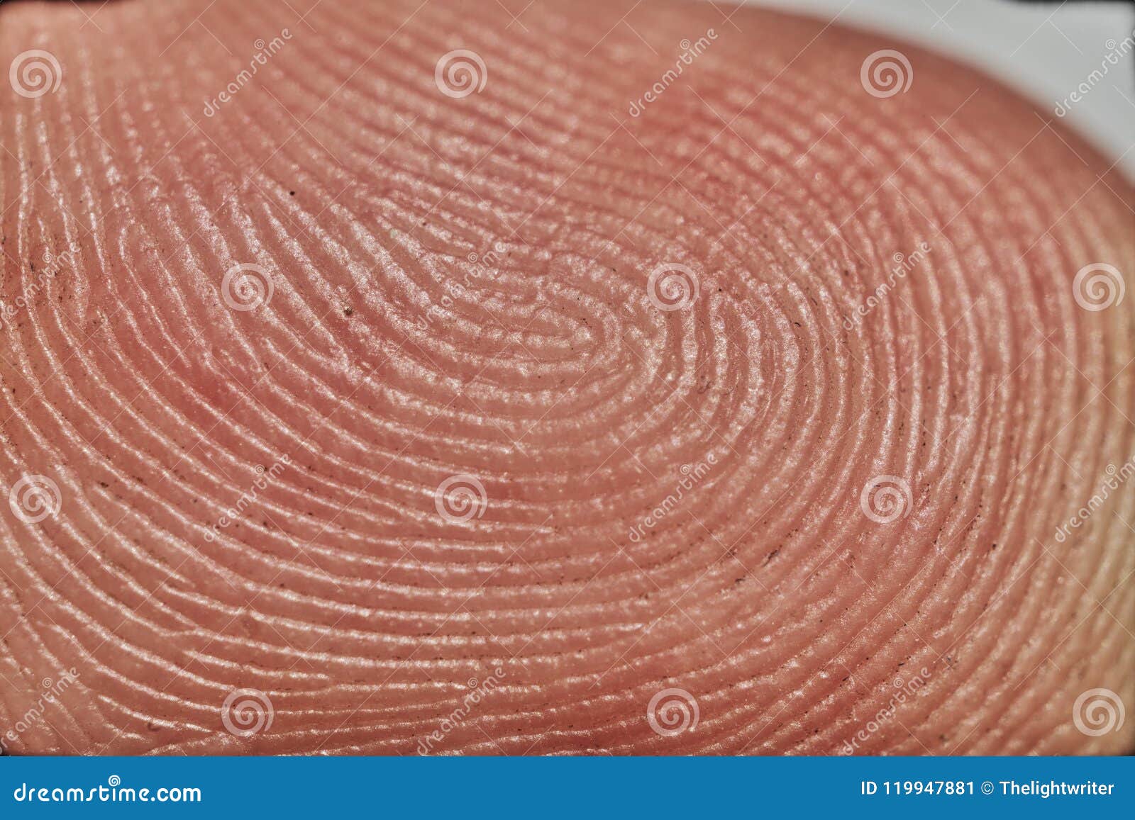 Close Up Macro Image of a Human Finger. Stock Image - Image of finger ...