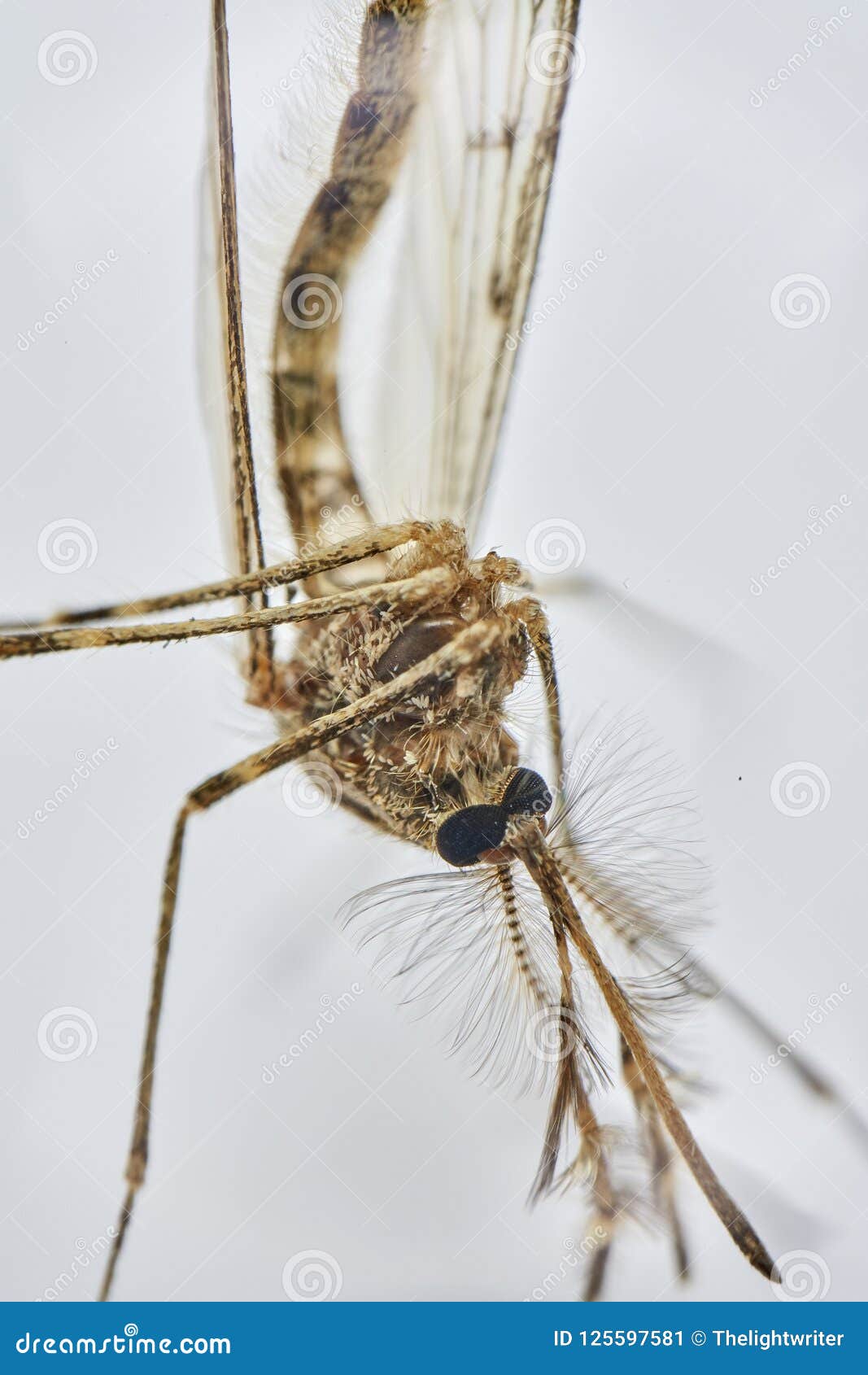 Close Up Macro Image of a Mosquito Isolated. Stock Image - Image of ...