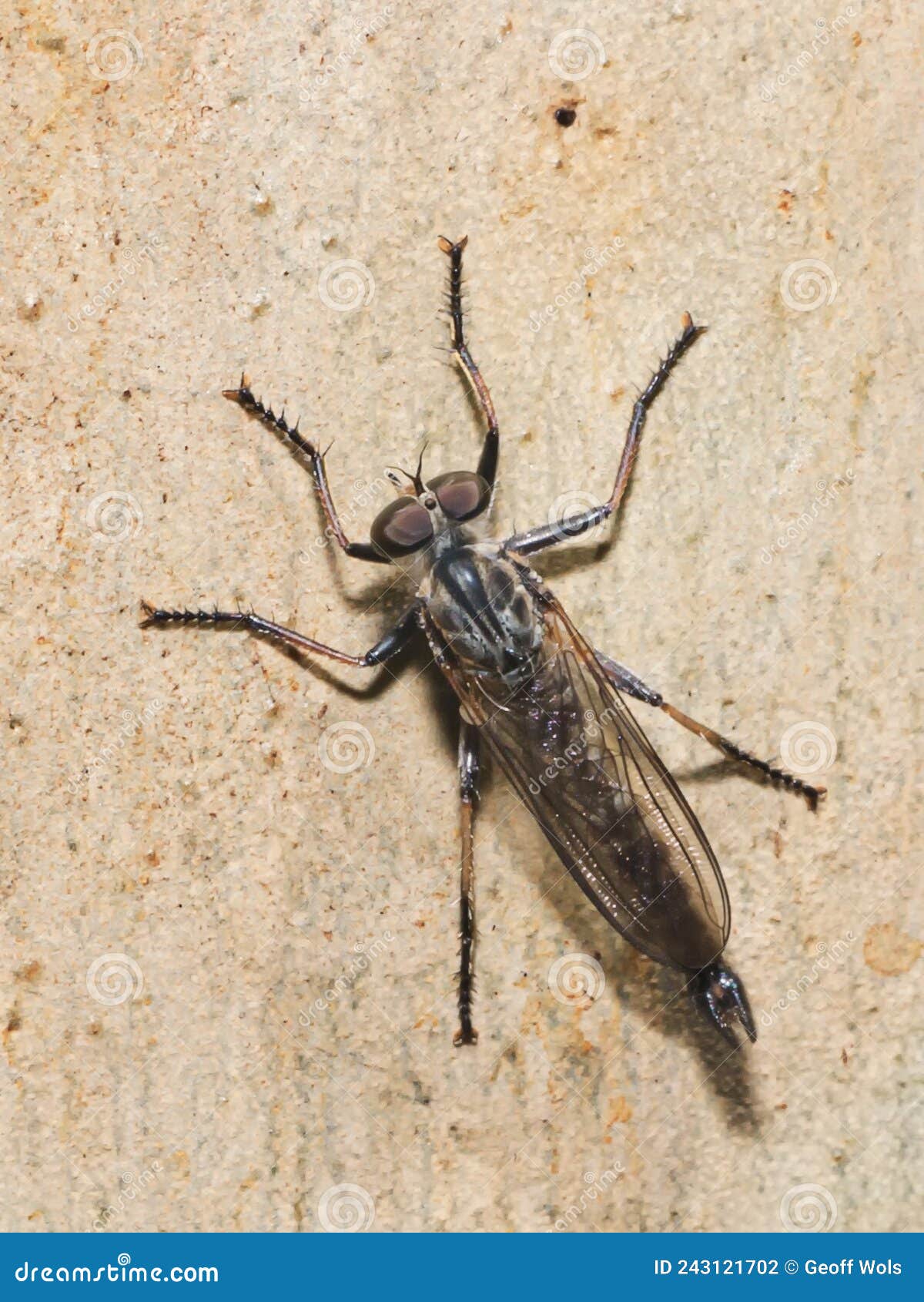 Close Up Macro Insect on the Bark of a Gum Tree in Australia Stock ...