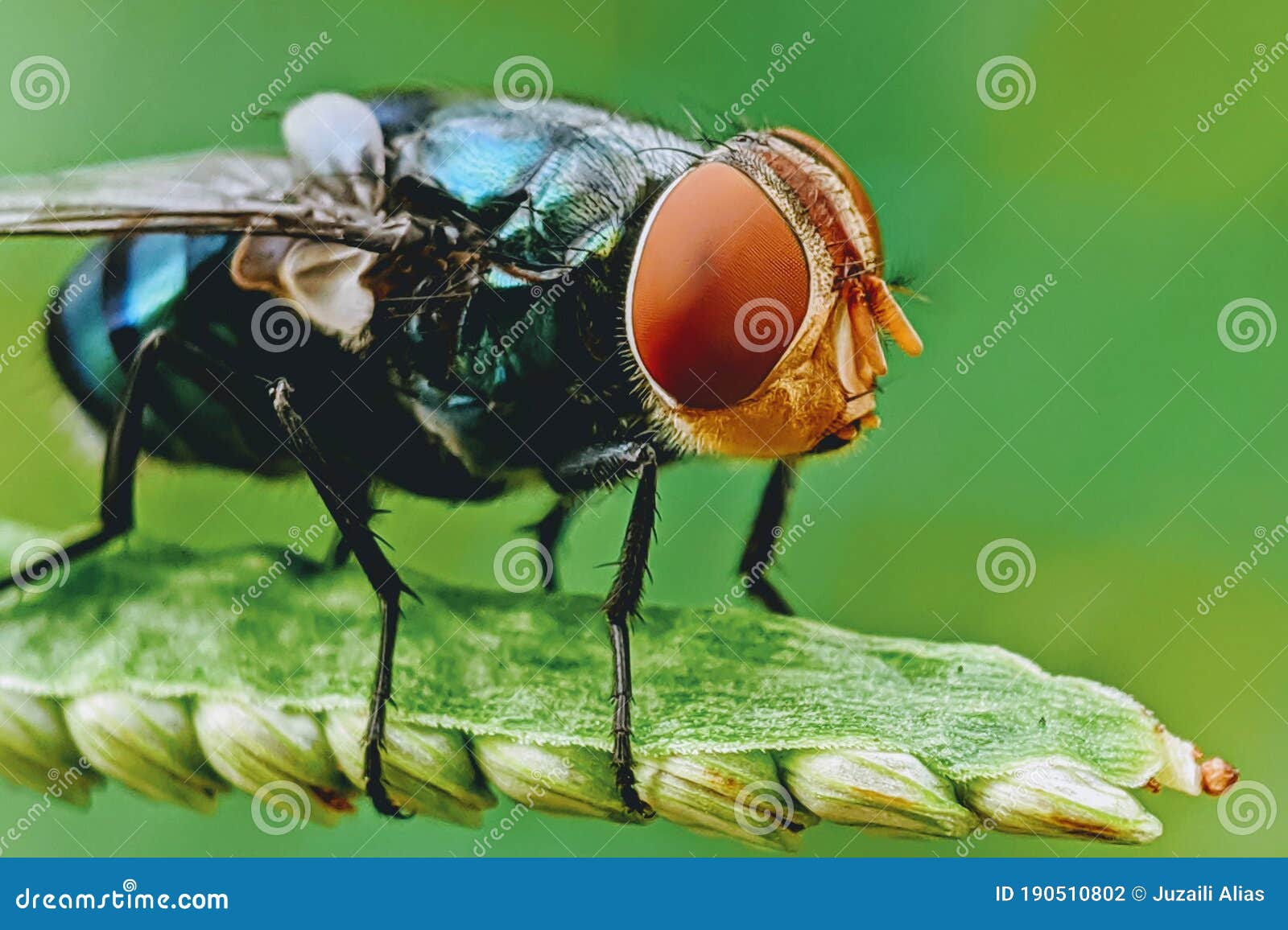 Close-up Macro Insect Fly on on Green Leaf Stock Photo - Image of brown ...