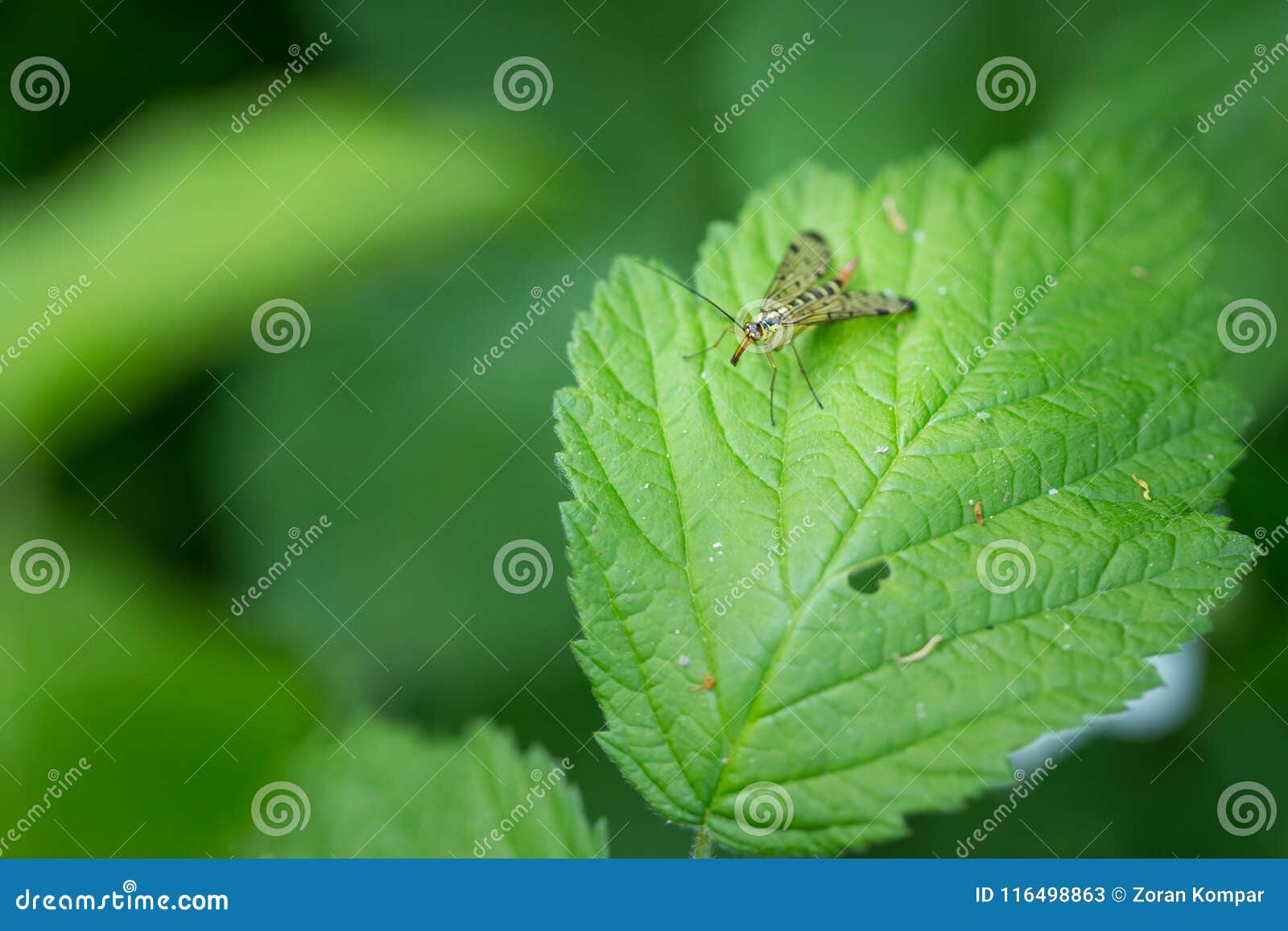 Close Up Macro of Insect on Green Leaf in Forest Stock Image - Image of ...
