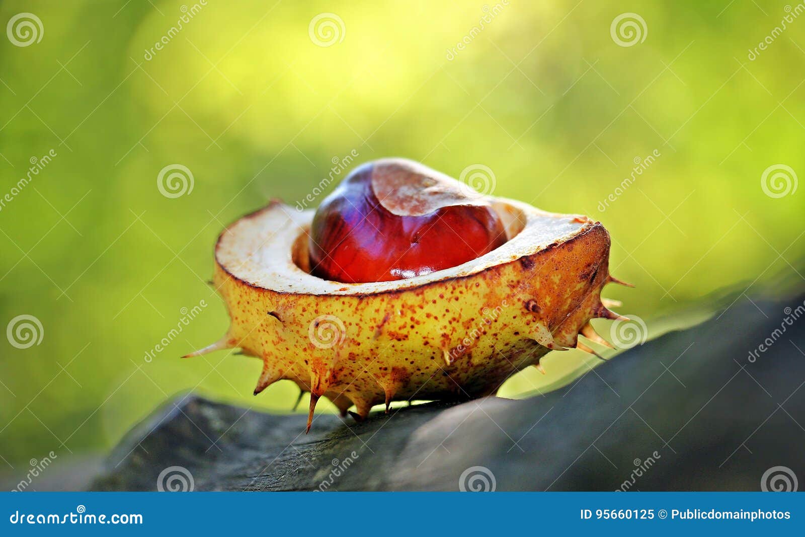 Close Up, Macro Photography, Still Life Photography Picture. Image ...