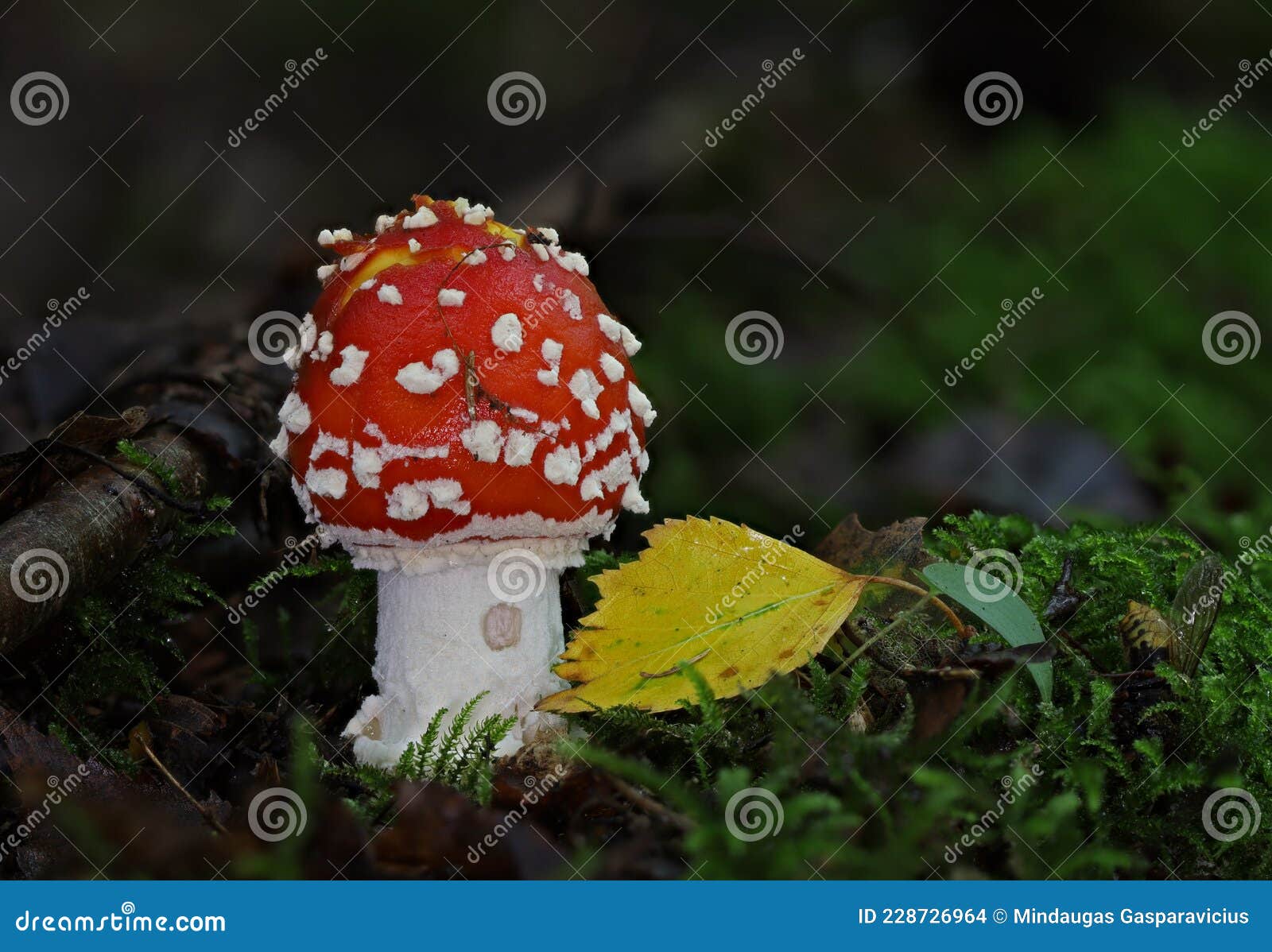 Close Up Macro Photography of Wild Forest Mushroom Stock Photo - Image ...