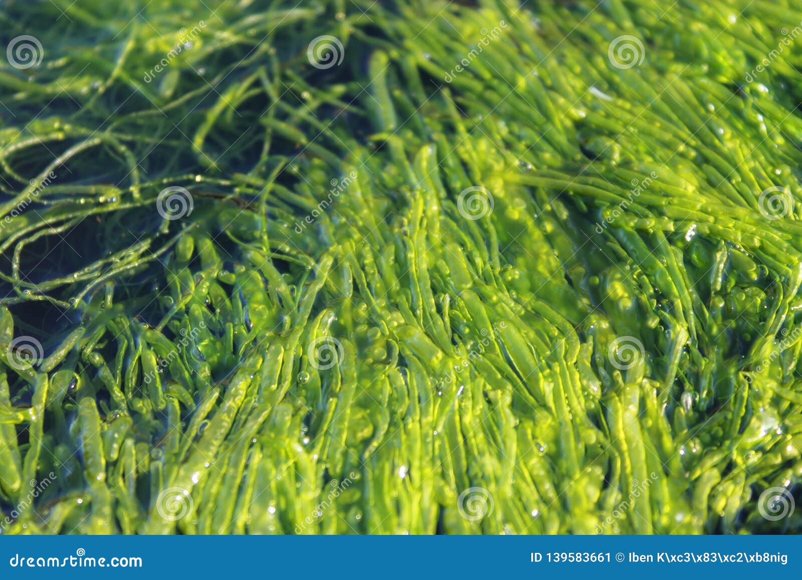 Seaweed in water stock image. Image of rain, daylight - 139583661