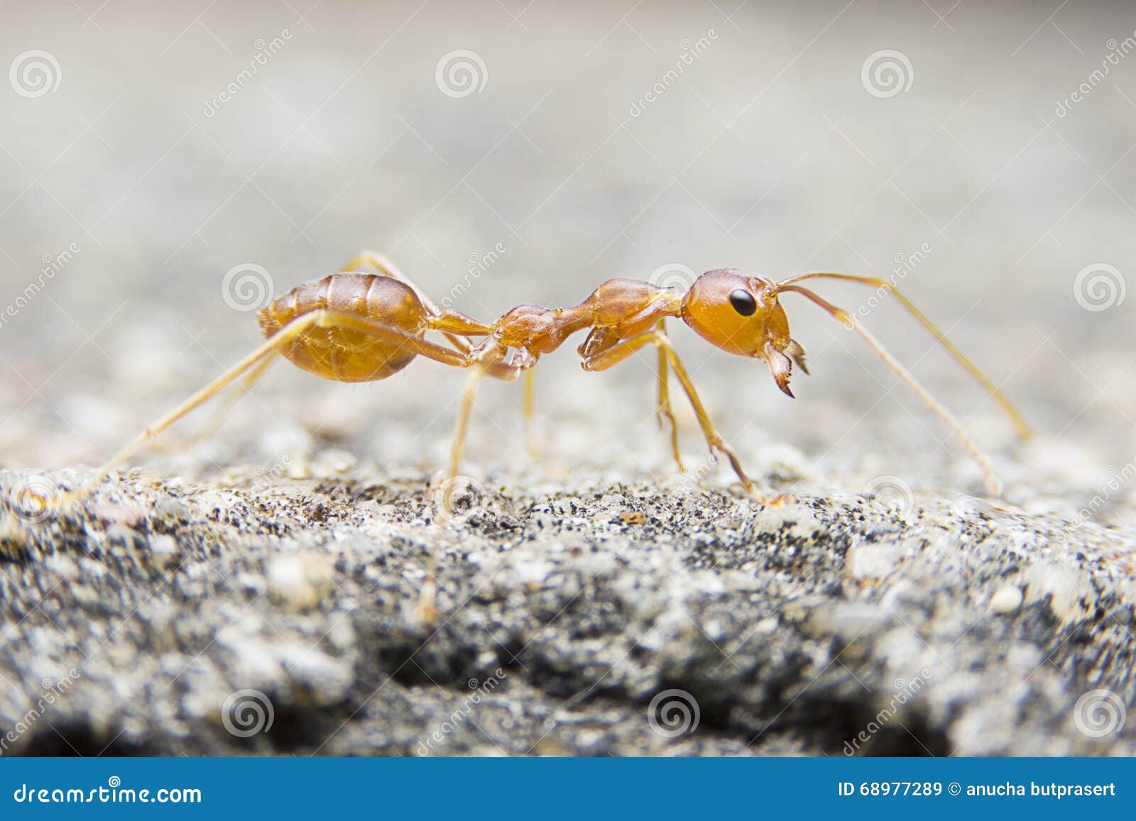 Close-up Macro Red Ant on Stone Background. Stock Image - Image of ...