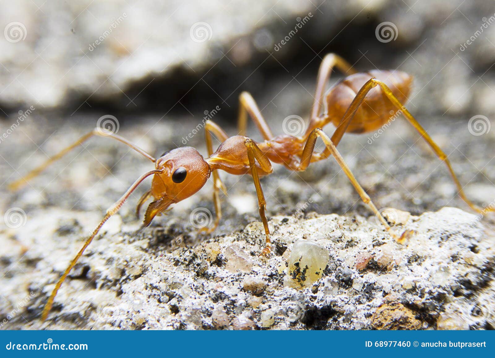Close-up Macro Red Ant on Stone Background. Stock Photo - Image of ants ...