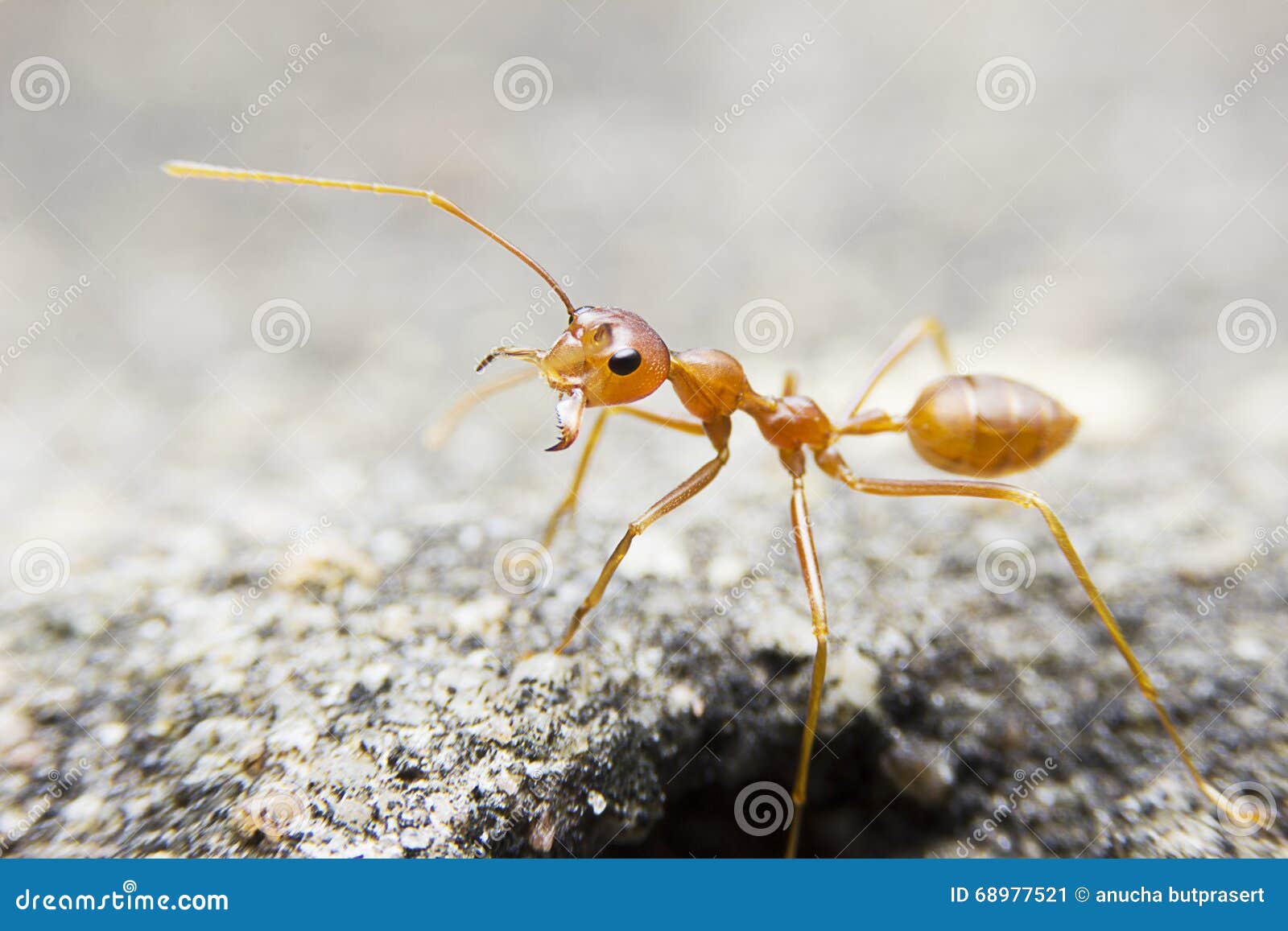 Close-up Macro Rode Mier Op Steenachtergrond Stock Afbeelding - Image ...