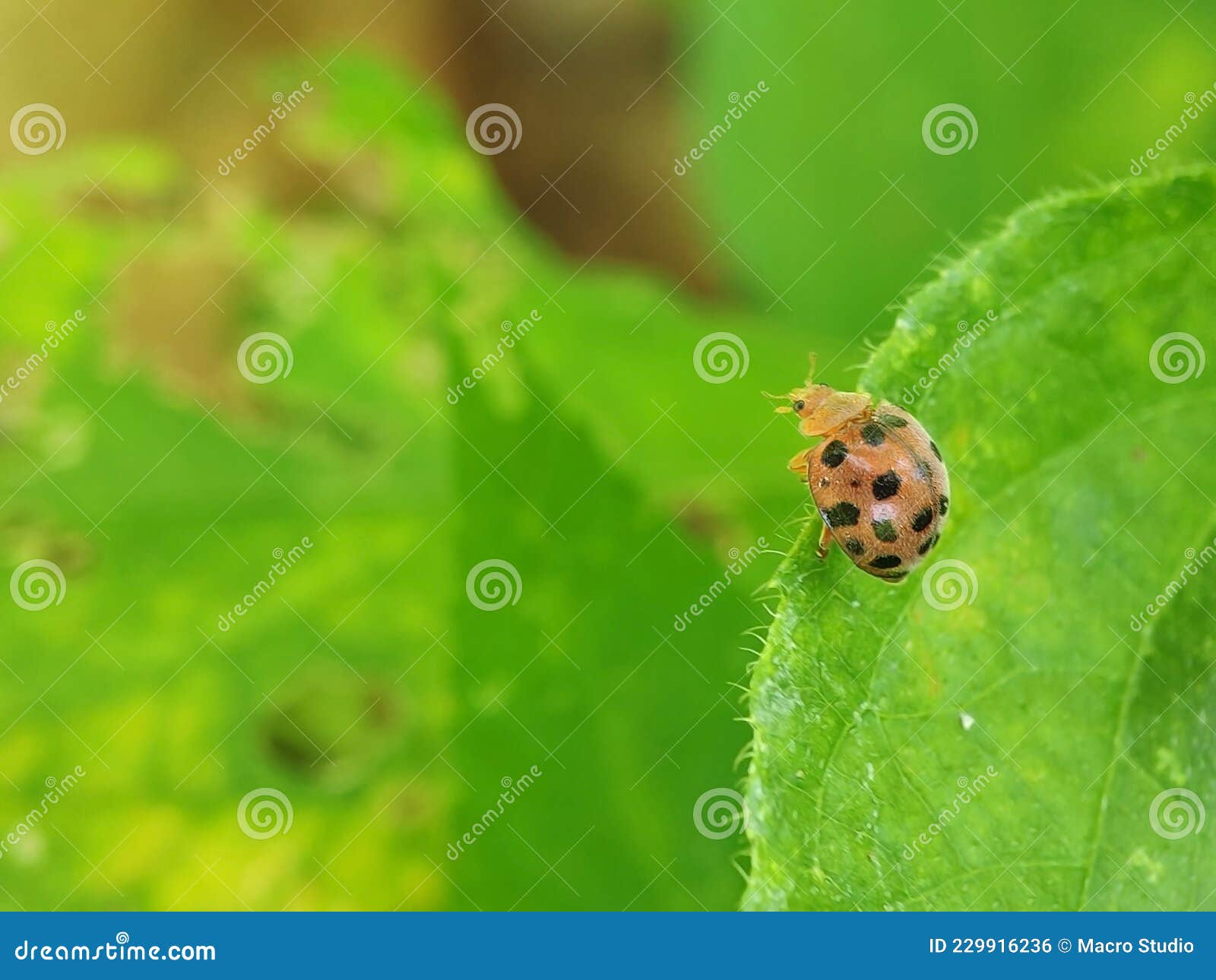Close Up Macro Shoot of Lady Bug Walking on a Leave in the Morning ...