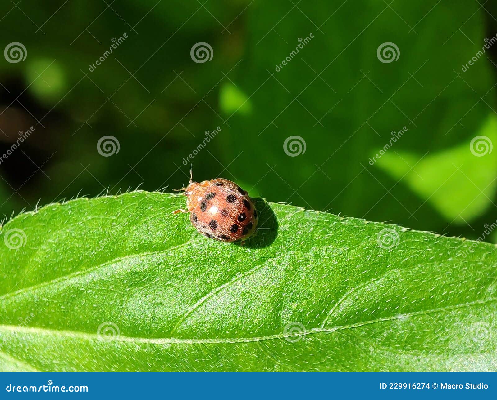 Close Up Macro Shoot of Lady Bug Walking on a Leave in the Morning ...
