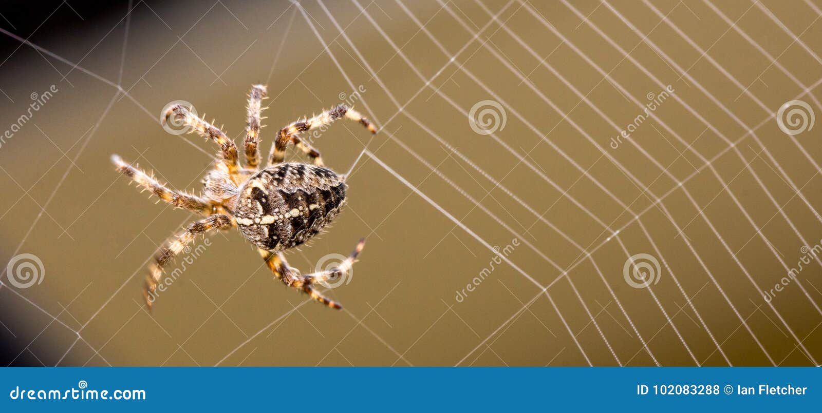 Spider building web stock photo. Image of outdoors, constructing ...