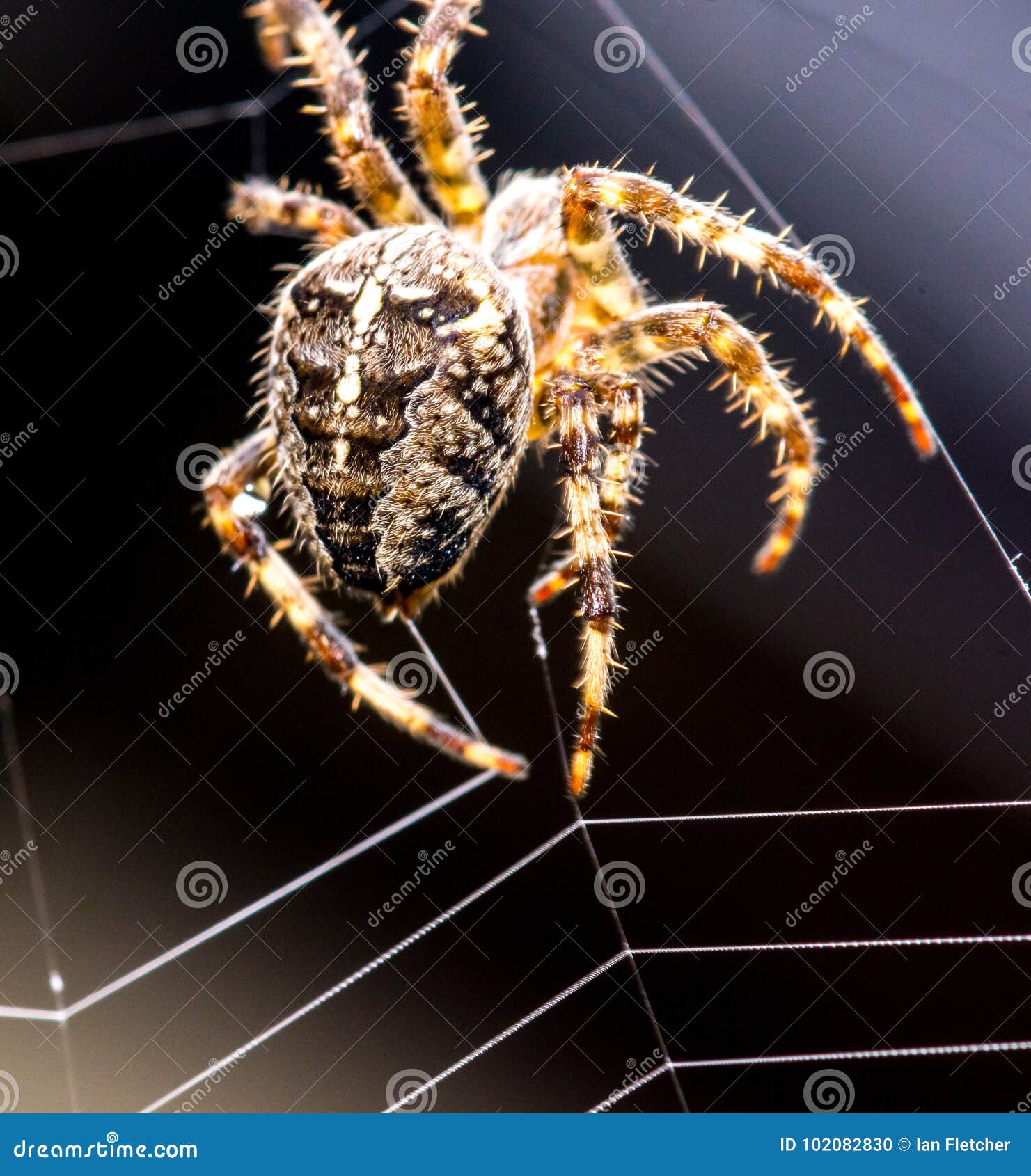 Spider In Process Of Making Web For Their Living. Royalty-Free Stock ...