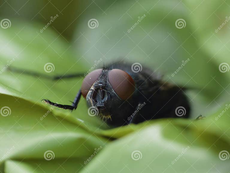 Blue Bottle Fly Blowfly Stock Image Image Of Insect 256569479