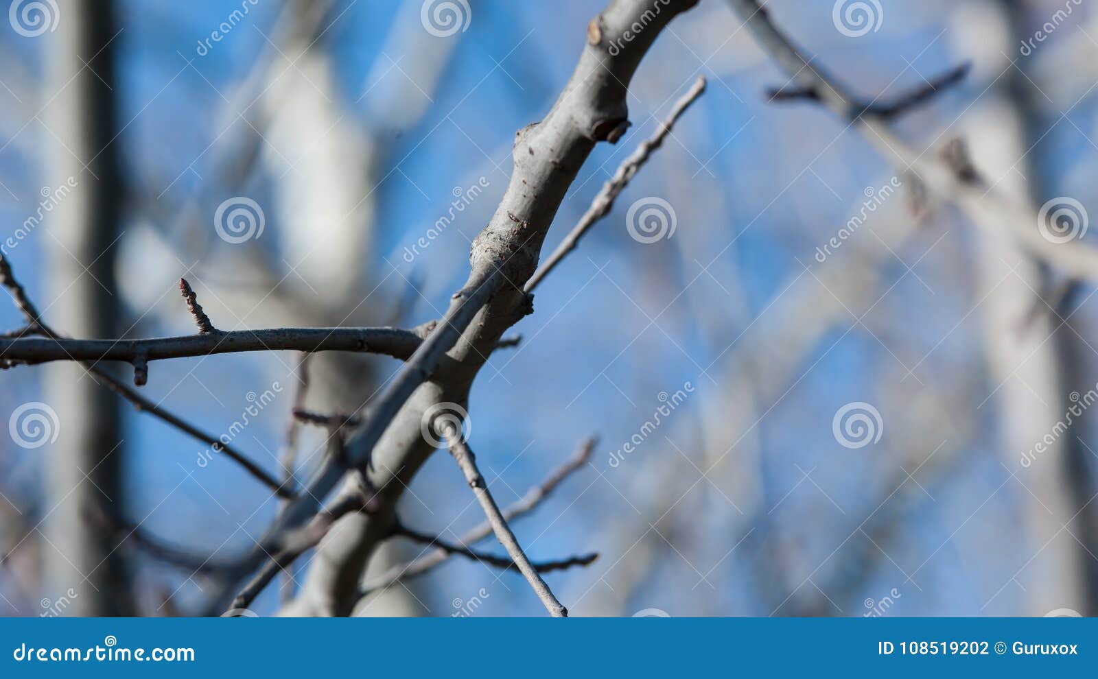 Close Up and Macro Shot of Branches Trees Stock Photo - Image of fall ...