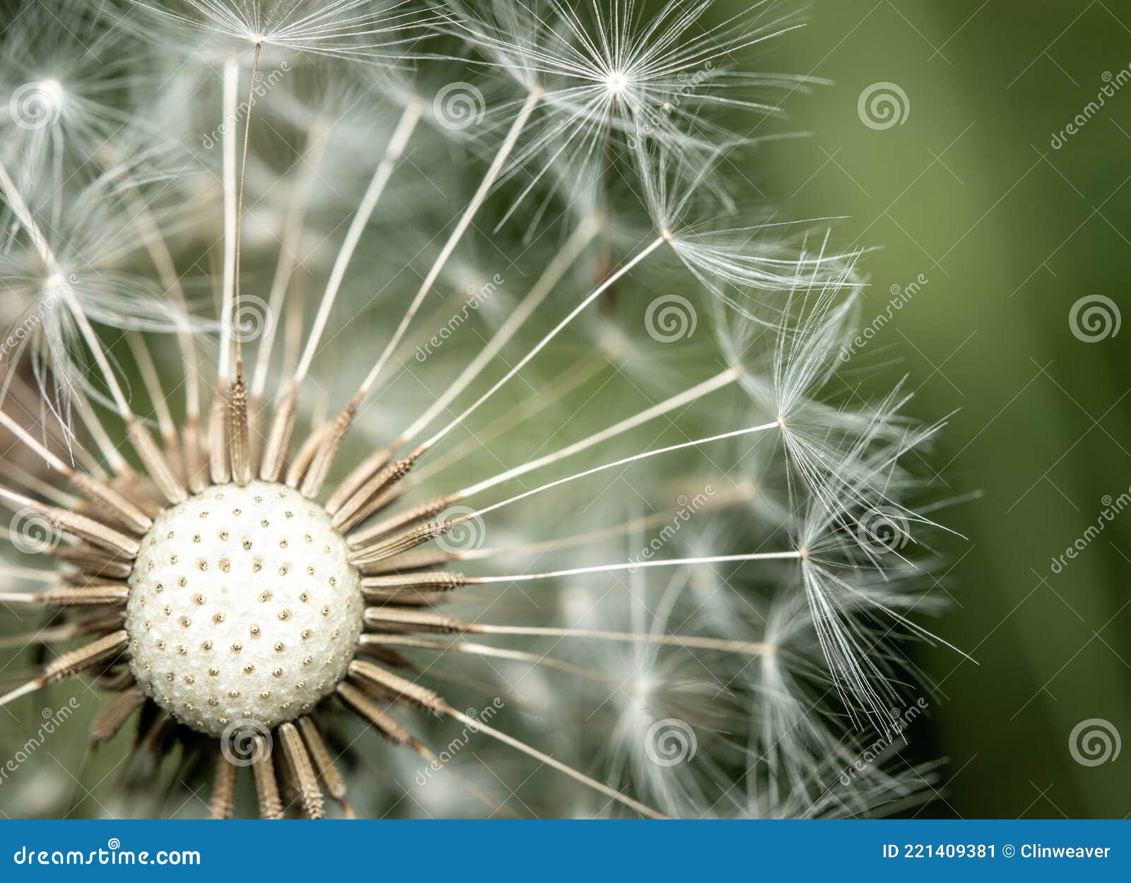 Dandelion Seed Ball stock image. Image of spring, background - 221409381