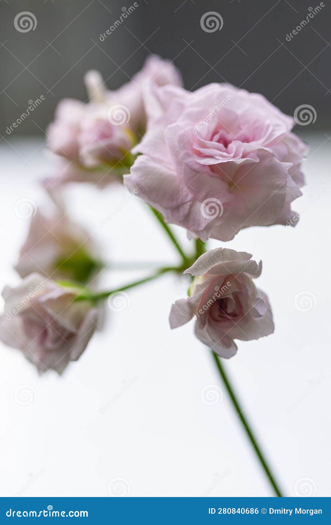 Close-up Macro Shot of Pelargonium or Garden Geranium Flowers of Rococo ...