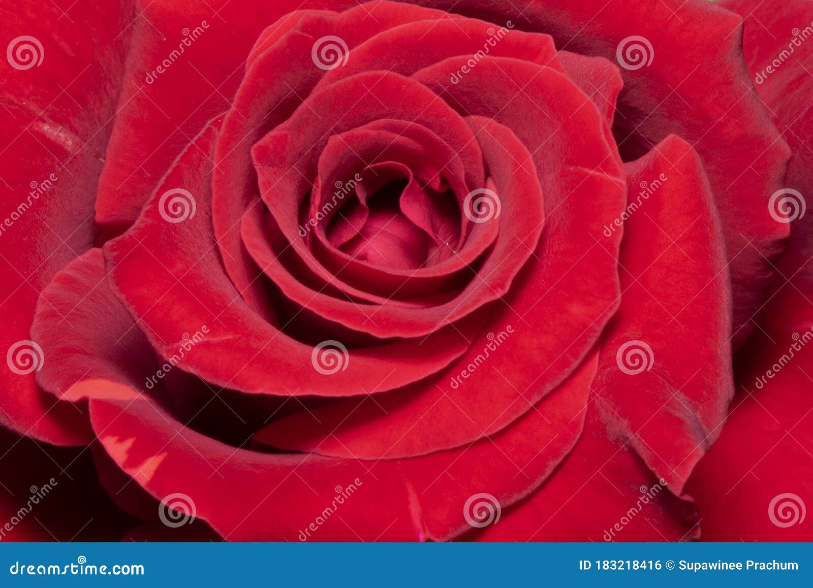 A Close Up Macro Shot of a Red Rose Stock Photo - Image of floral ...