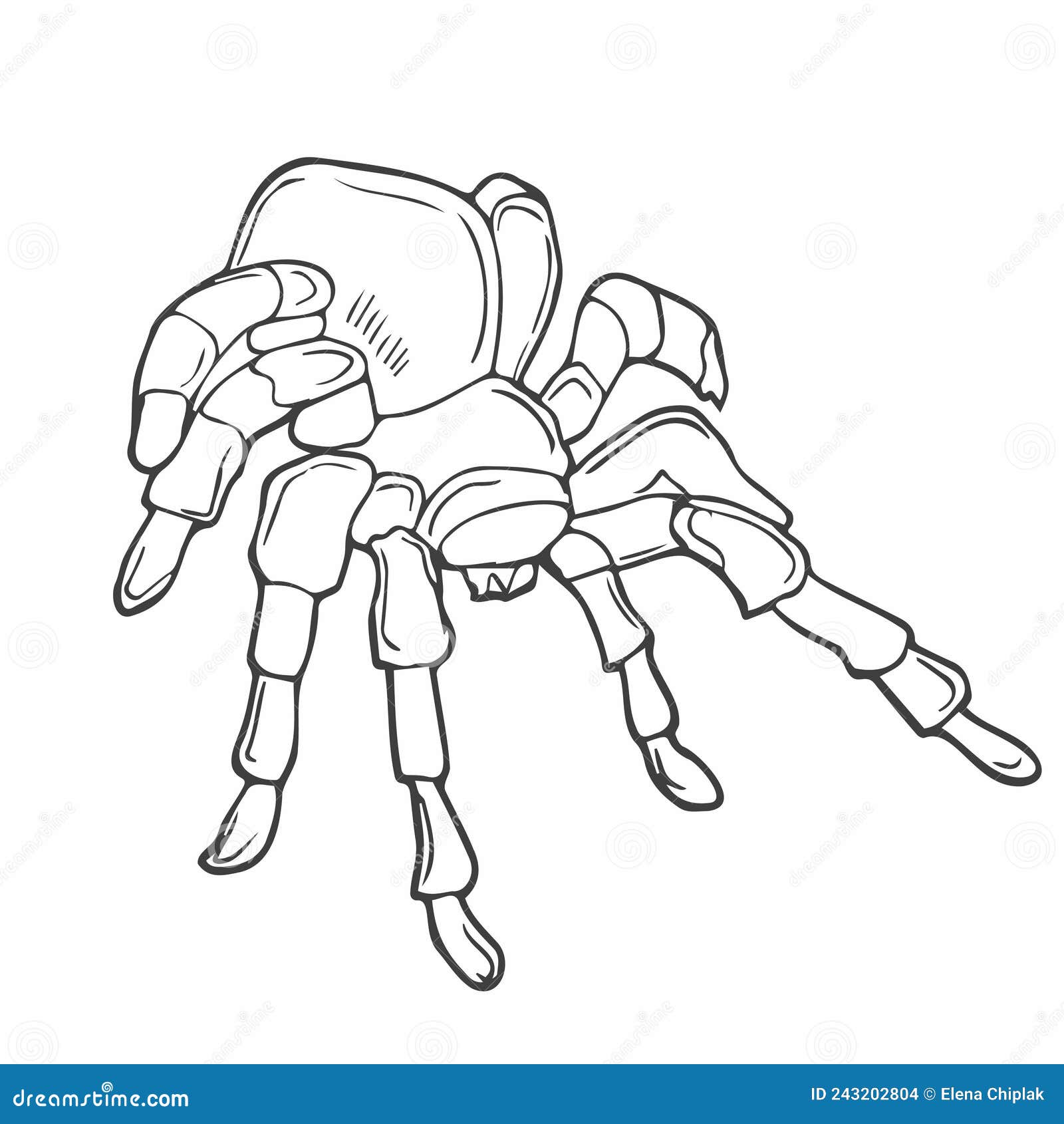 Close Up Macro Shot of a Spider in Linear Style Vector Illustration ...