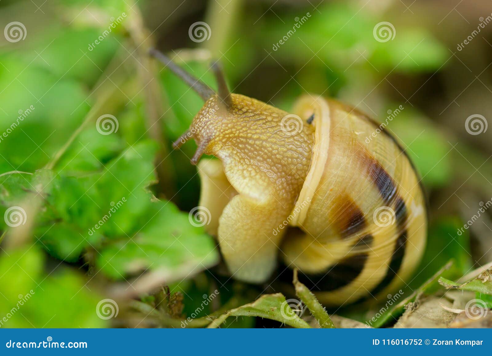 Close Up Macro of Snail on Green Leafs Stock Photo - Image of animal ...