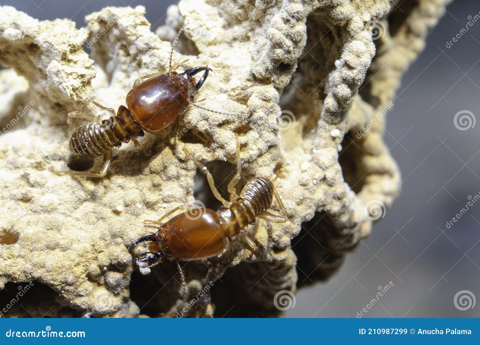 Close Up or Macro Soldier Termites on Termite Mound Blurred Background ...