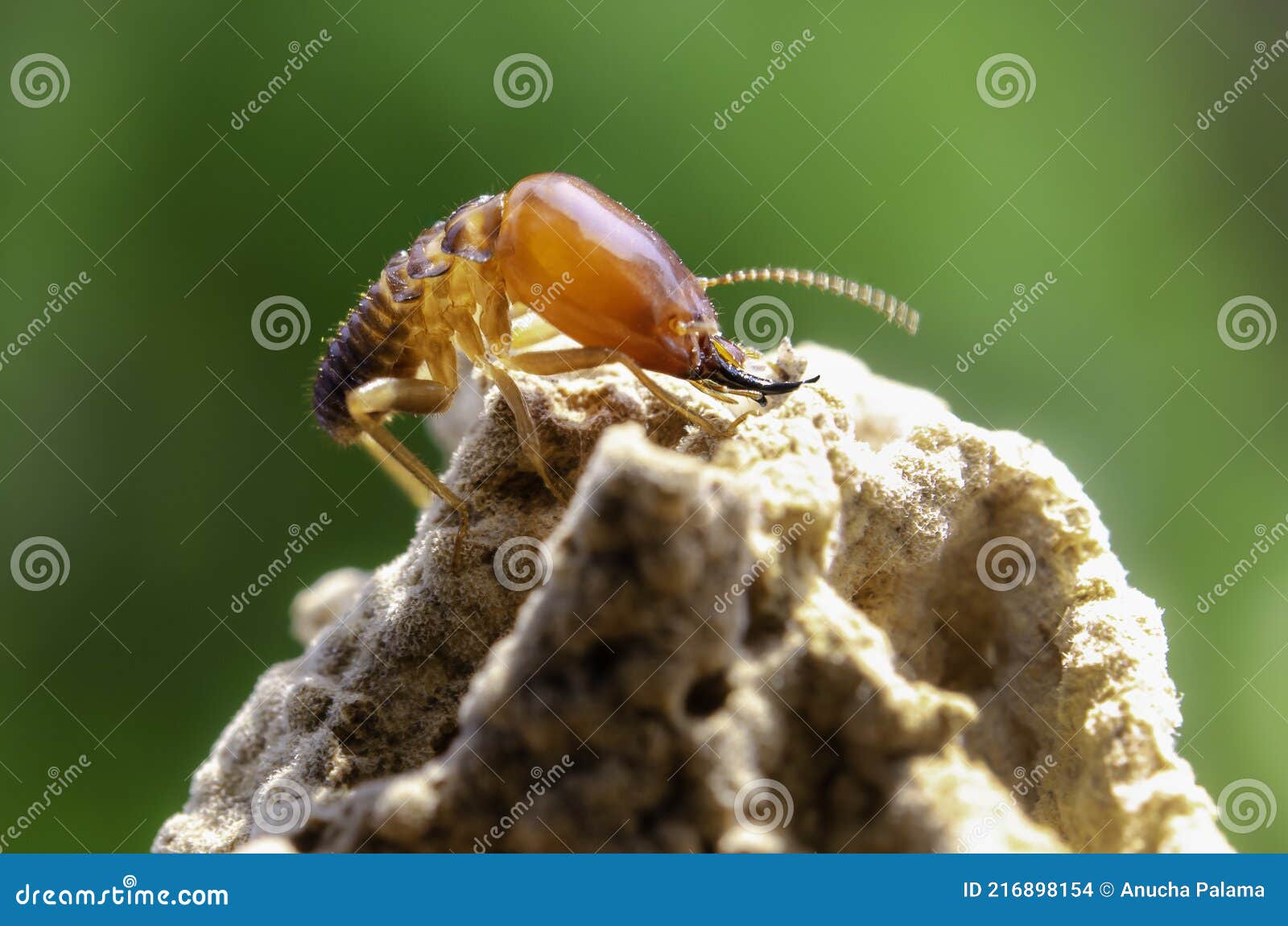 Close Up or Macro Soldier Termites on Termite Mound Blurred Background ...