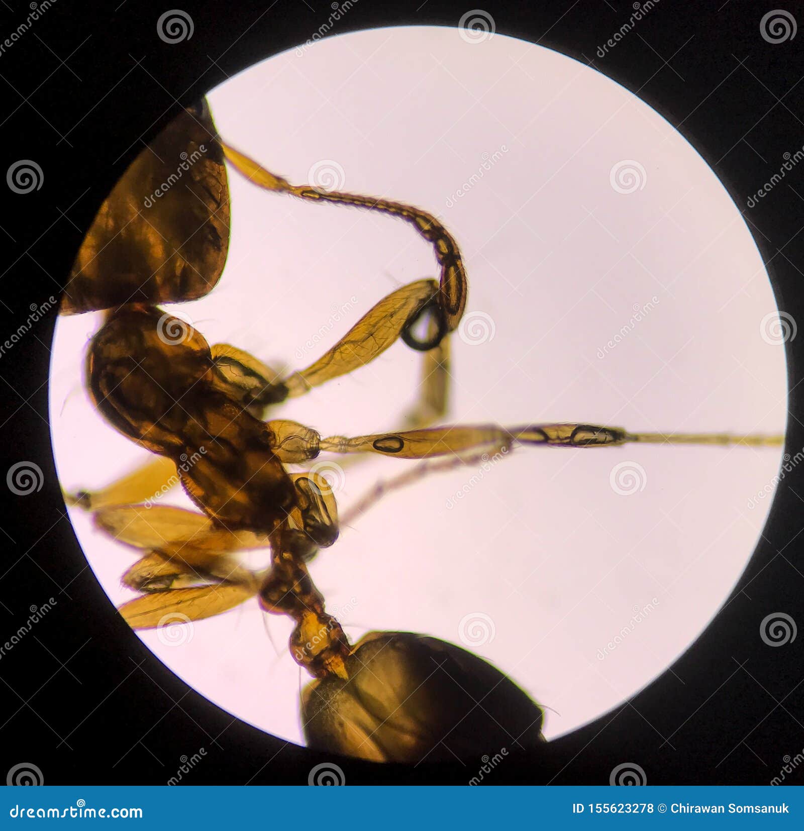 Close Up Structure Ant with Microscope Stock Photo - Image of animal ...