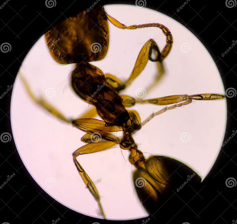 Close Up Structure Ant with Microscope Stock Image - Image of skin ...