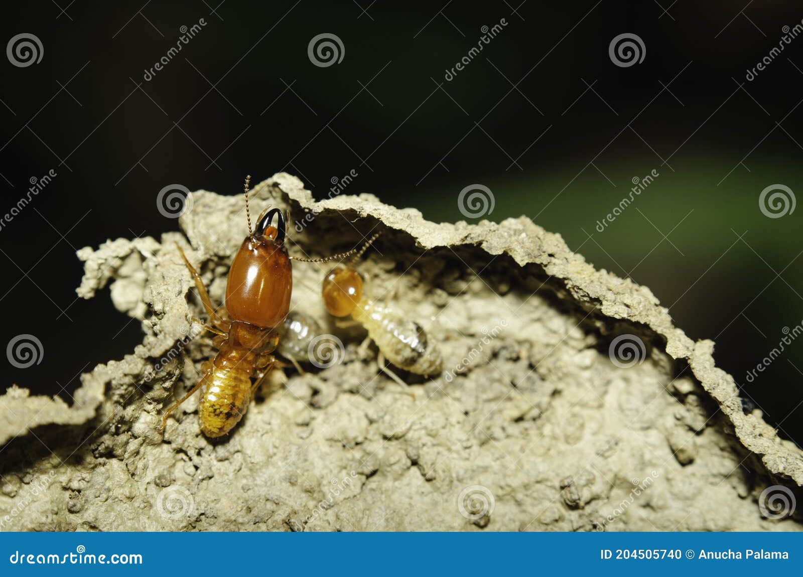 Close Up or Macro Termites on Termite Mound, Macrotermes Gilvus Stock ...