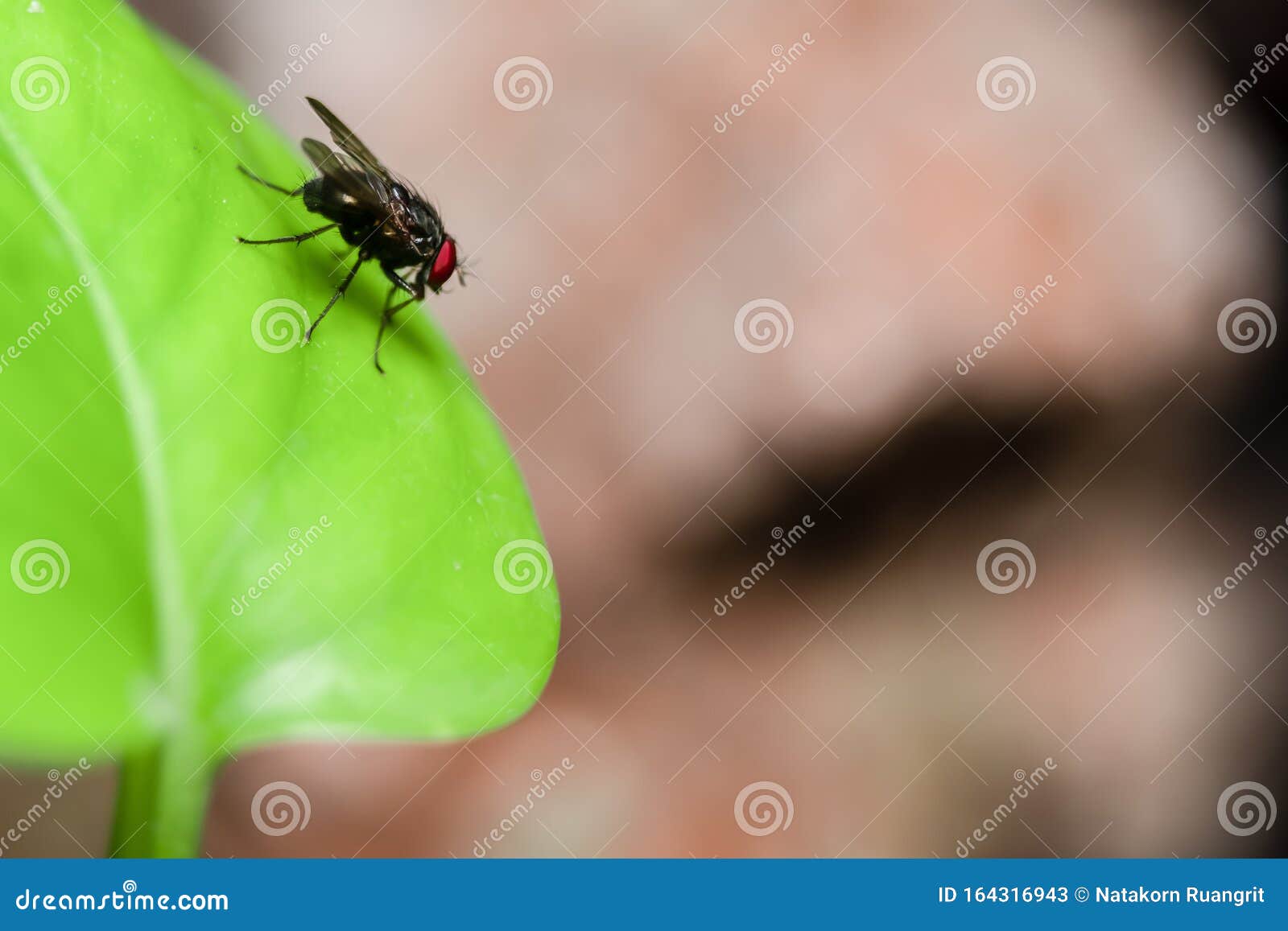Close Up Macro View House Fly Bug Above Green Leaf Background with Copy ...