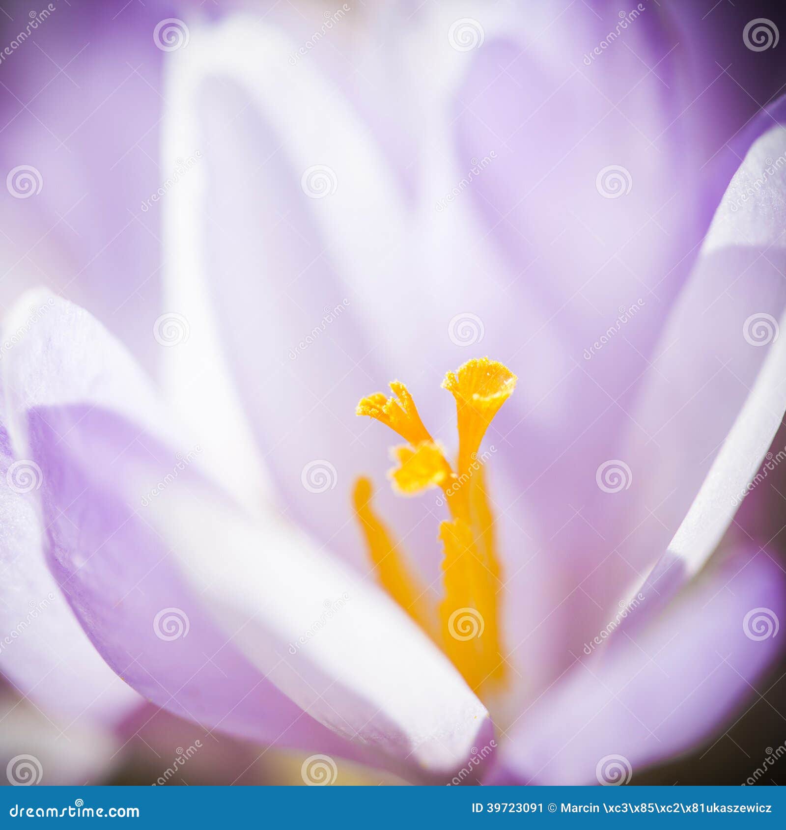 Close -up, Macro of Violet Small Crocus Flower Stock Image - Image of ...