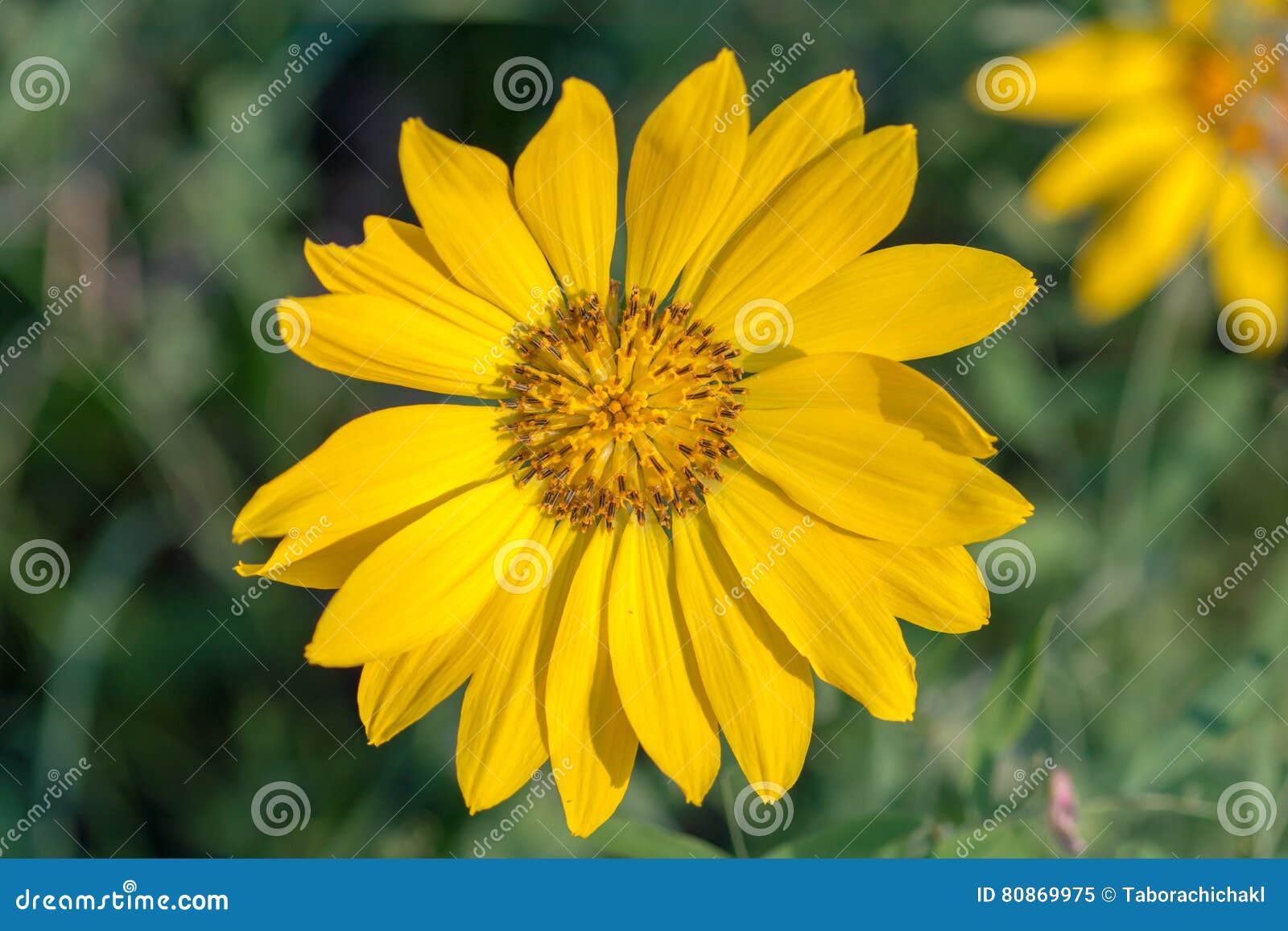 Close-up Macro of Yellow Arrowleaf Balsamroot Flower Stock Image ...