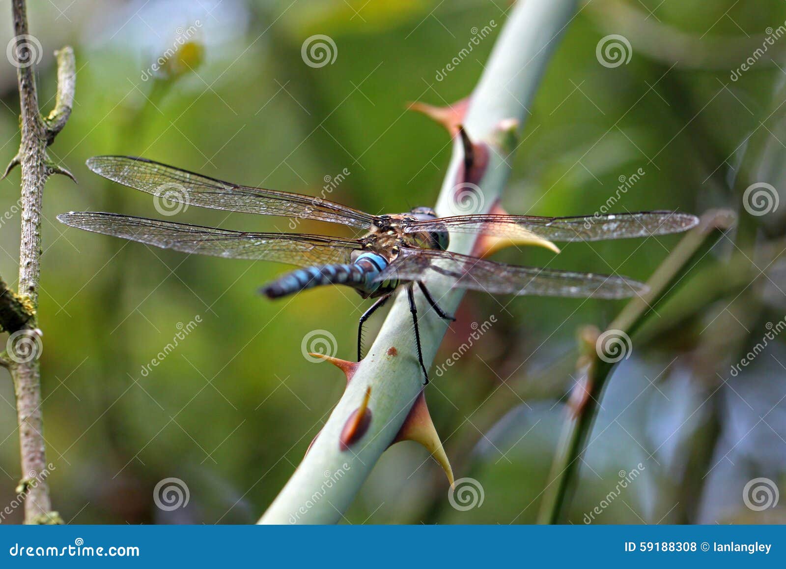 Close-up, Macrofoto Van Een Libel Stock Foto - Image of transparant ...