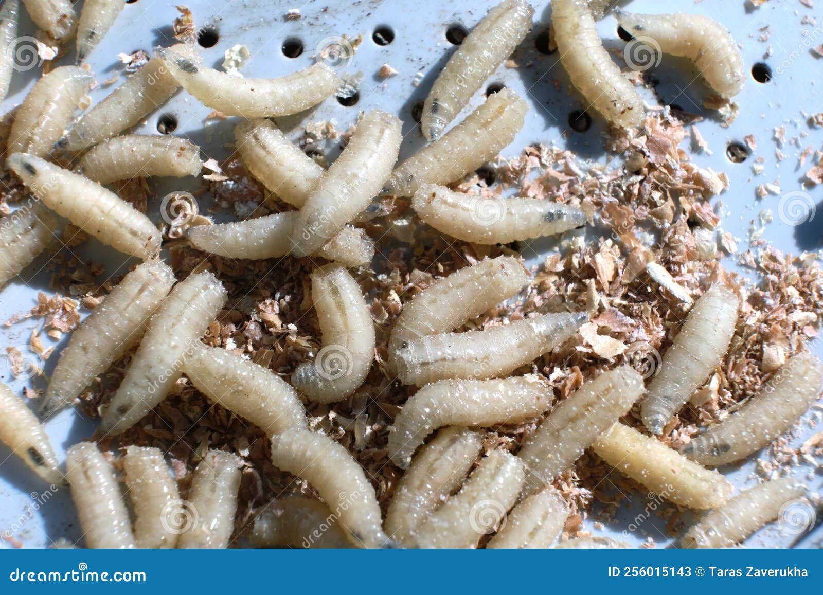 Close-up of the Maggots. Macro Shot of the Larvae Stock Image - Image ...