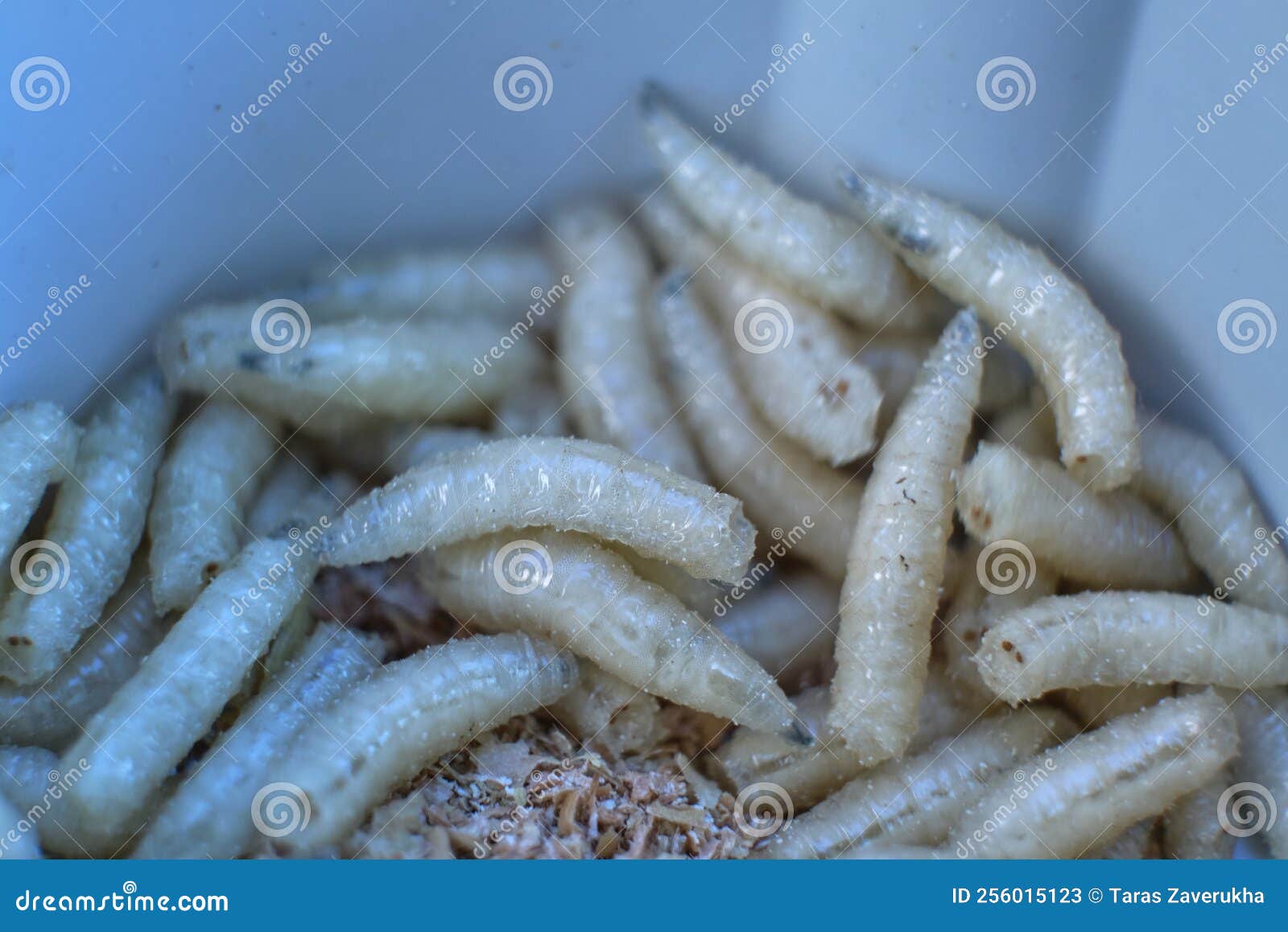 A Close-up of the Maggots in the Plastic Box Stock Image - Image of ...