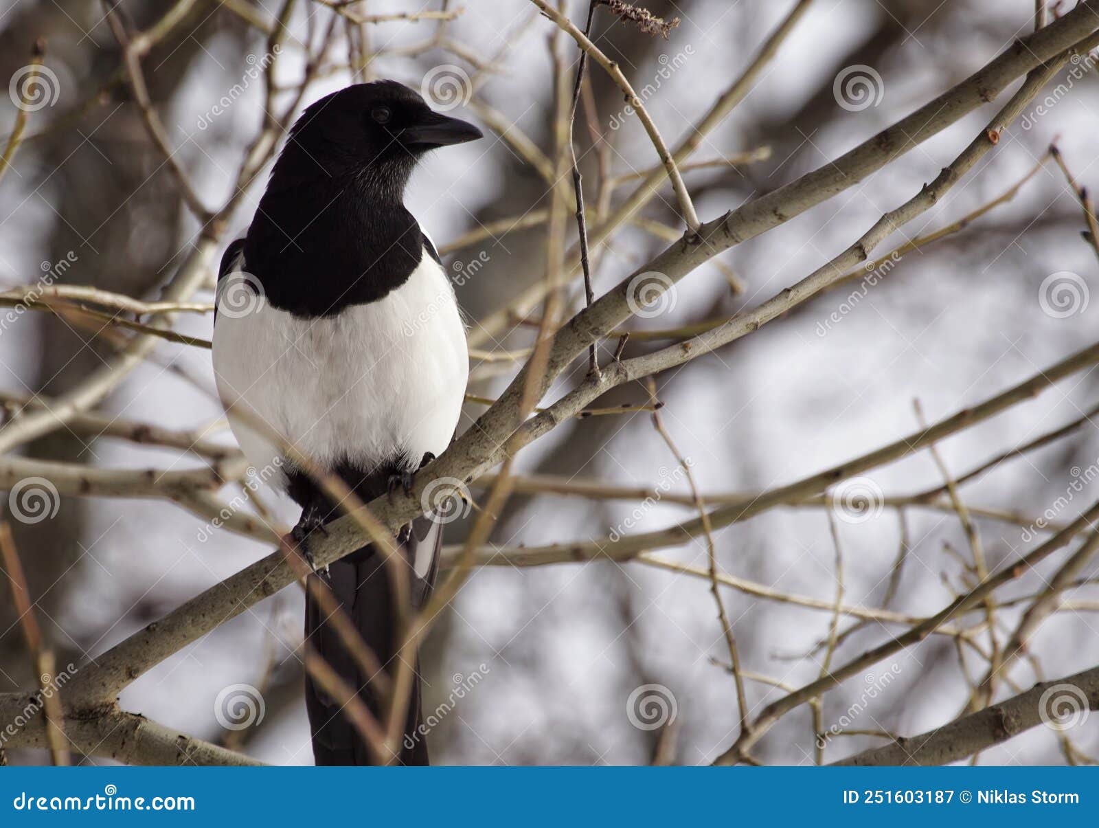 Close Up of a Magpie in Bare Tree Stock Image - Image of bird, beak ...