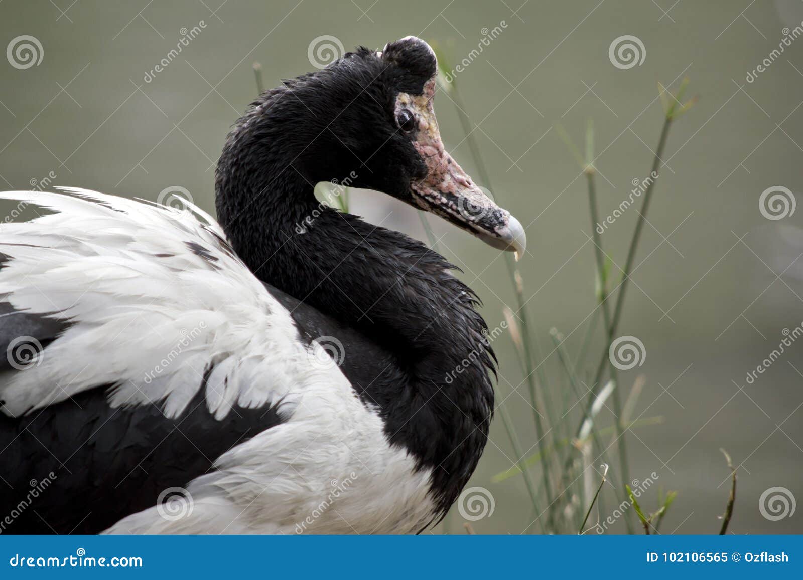 Magpie goose stock image. Image of side, eyes, beak - 102106565