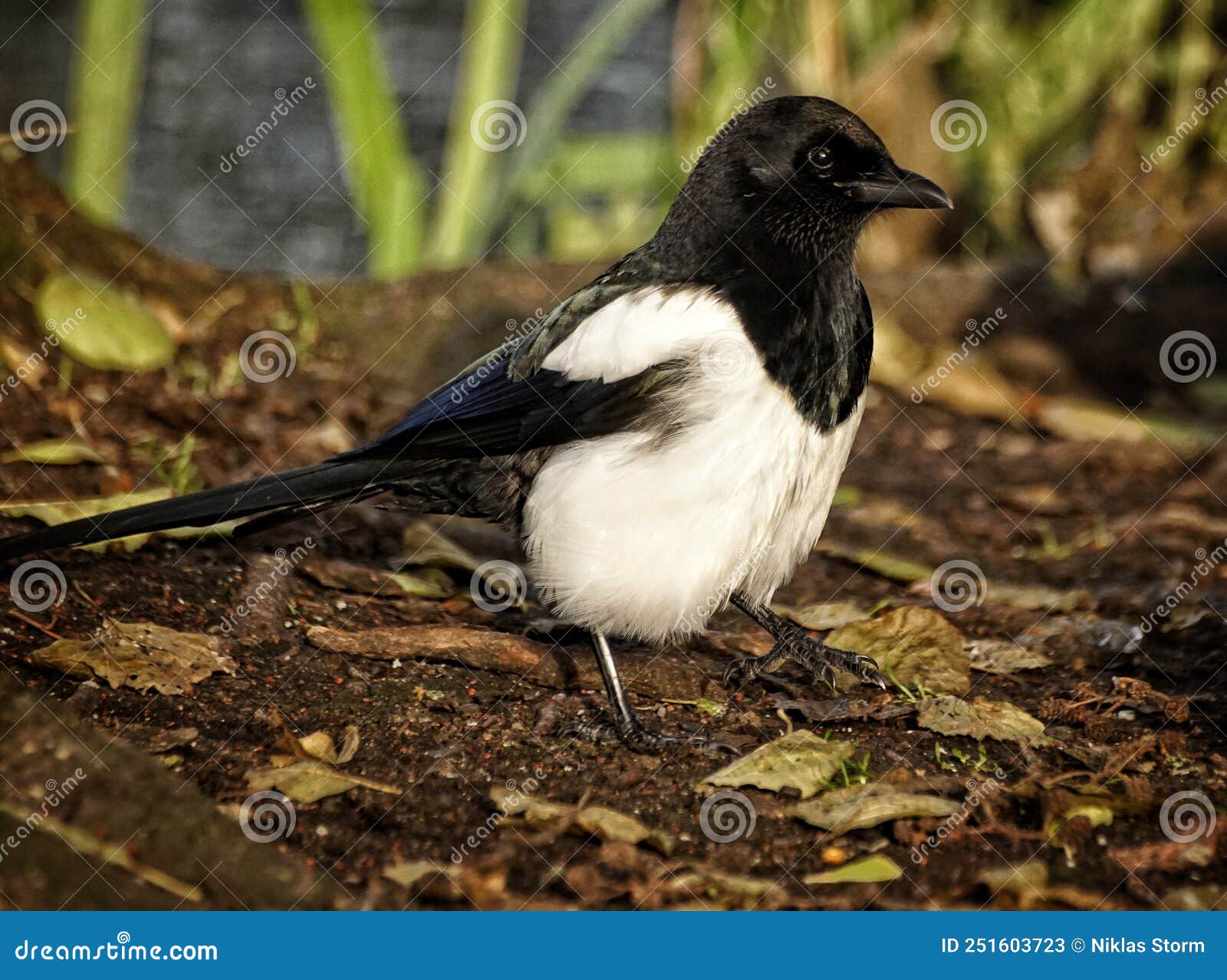 Close Up of a Magpie on the Ground Stock Image - Image of green ...