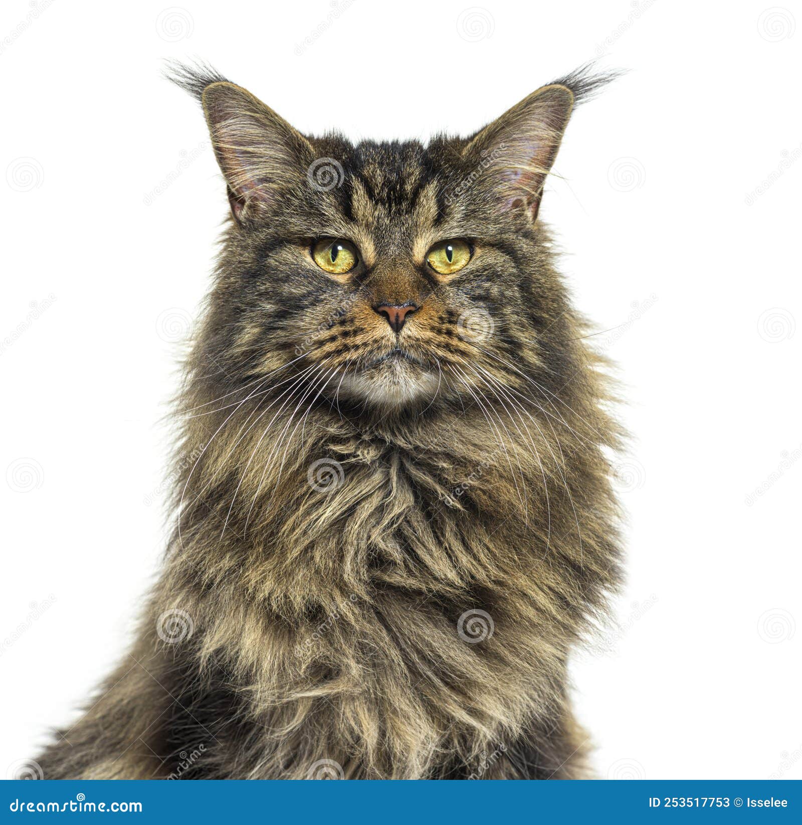 Close-up on Maine Coon Head, Isolated Stock Image - Image of animal ...