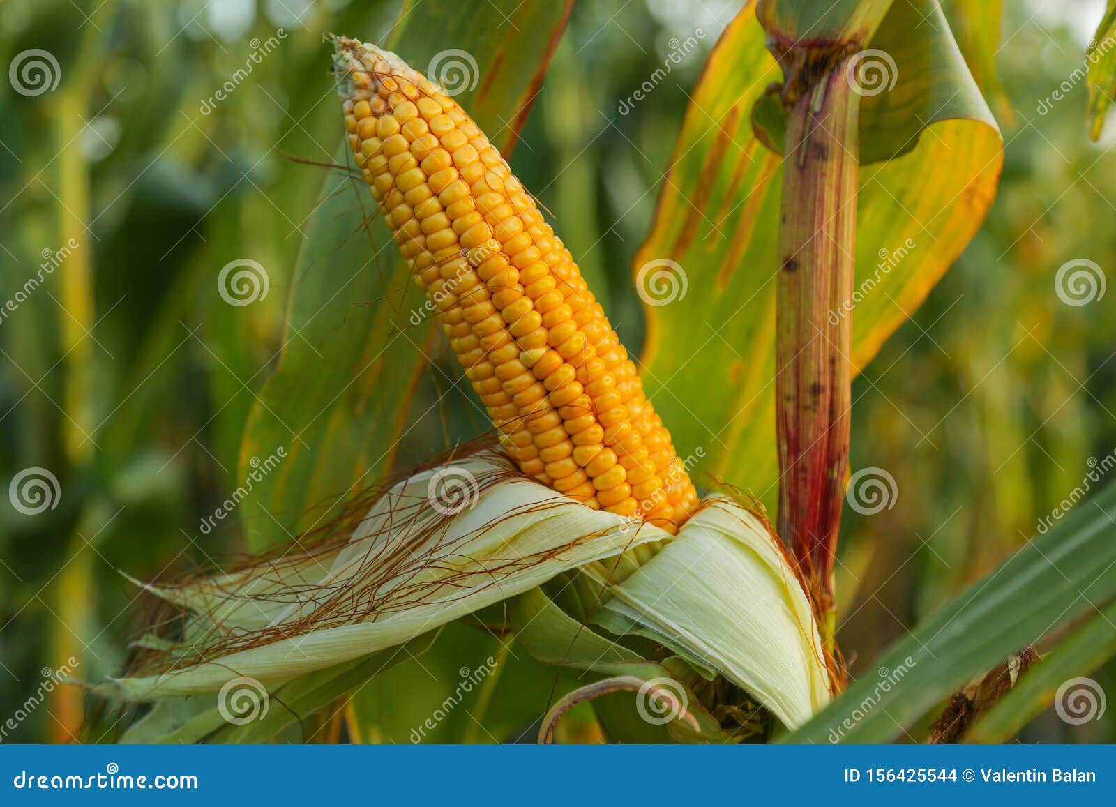 The Close-up of Maize Cobs on Plant Stock Photo - Image of harvest ...