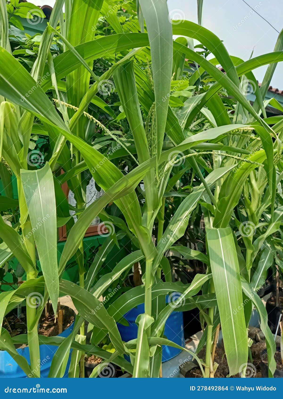 Close up of maize plant stock photo. Image of leaf, maize - 278492864