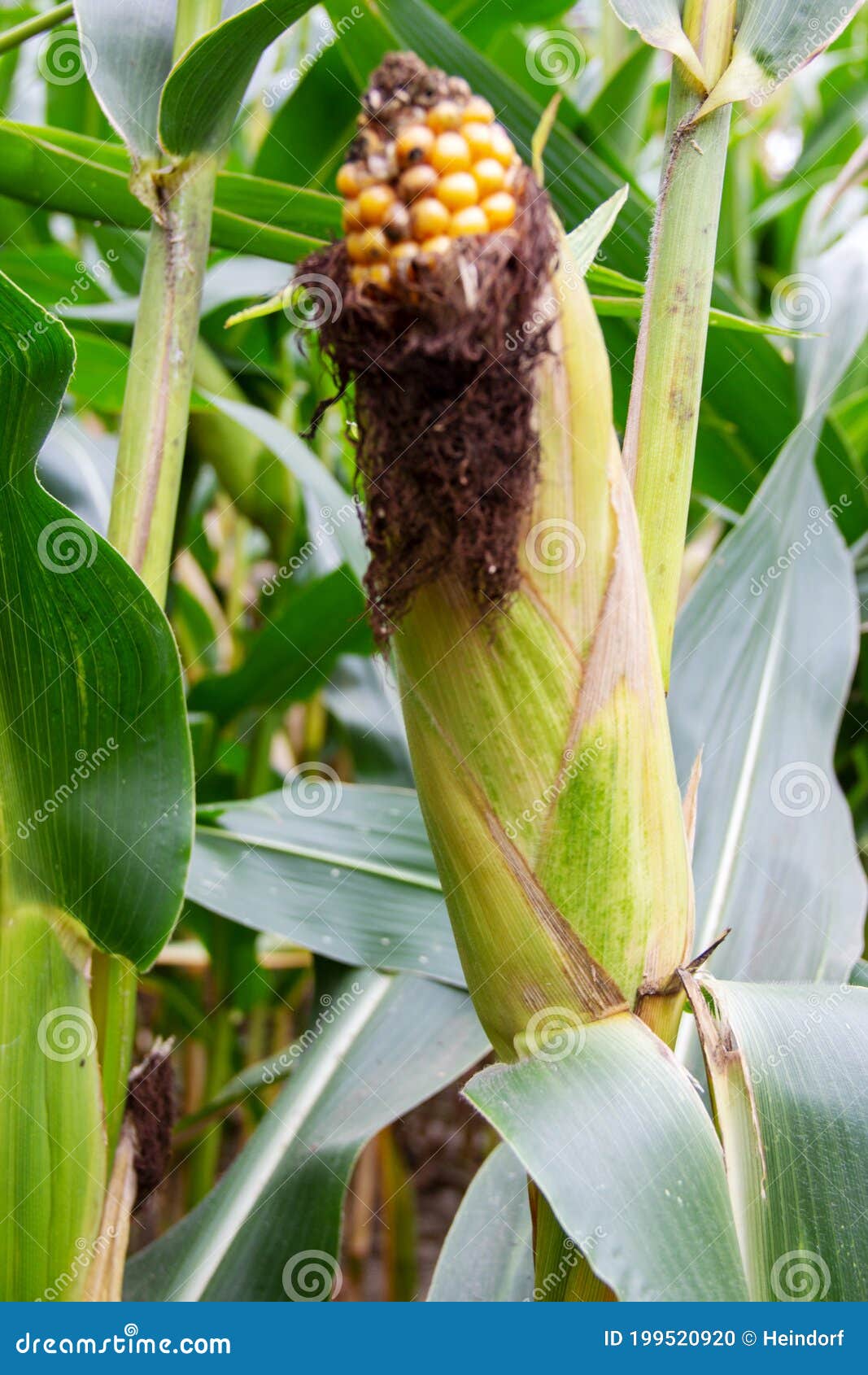 Close Up of a Maize Plant with Its Corn Cob, Zea Mays Stock Photo ...