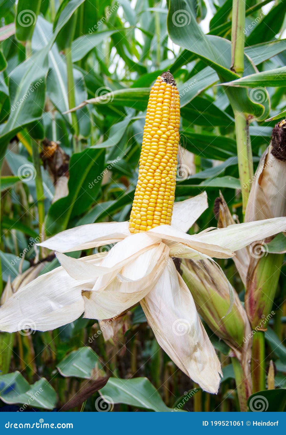 Close Up of a Maize Plant with Its Corn Cob, Zea Mays Stock Image ...