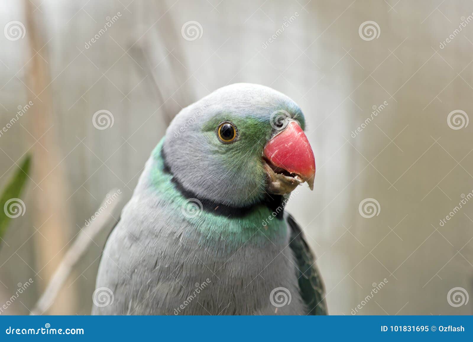 Malabar Parrot - Blue-Winged Parakeet - Psittacula Columboides In Its ...