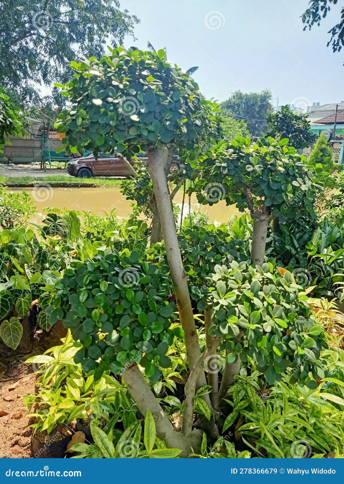 Close Up of Malayan Banyan Tree Stock Image - Image of natural, outdoor ...