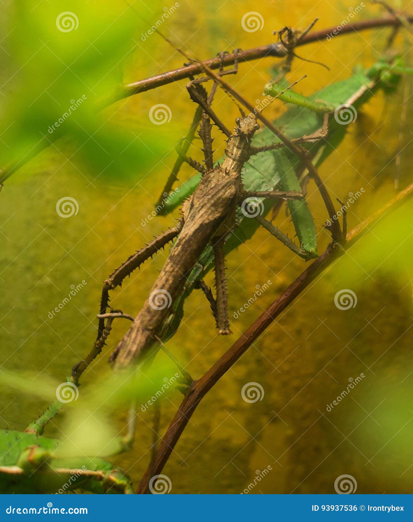 Jungle Nymph Insect Heteropteryx Dilatata Royalty-Free Stock ...