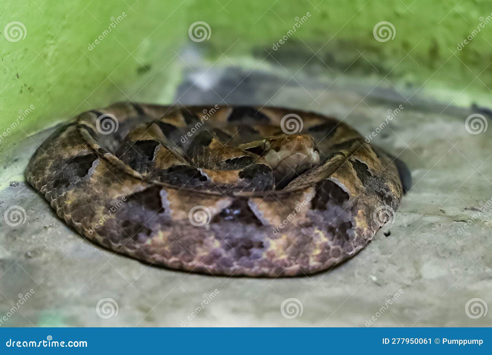Close Up Malayan Pit Viper Snake is Rest on Sand Floor Stock Image ...